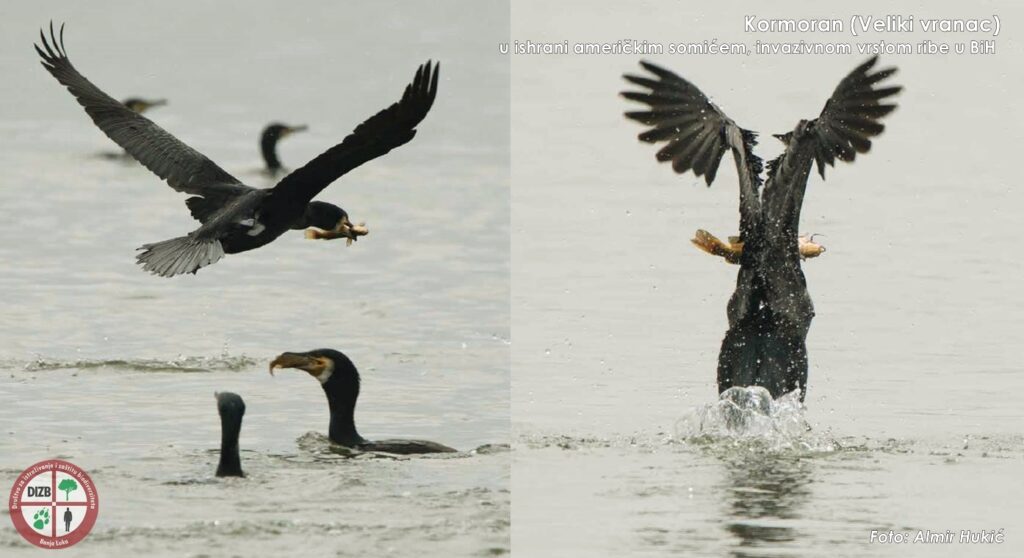 Vidre i kormorani nisu prijetnja ribljem fondu na Sani – DIZB – Društvo ...